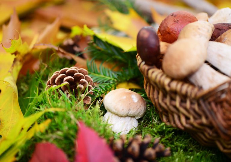 Pilze bestimmen mit dem Pilzratgeber - Aktive-Rentner.de